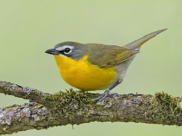 Photos - Yellow-breasted Chat - Icteria virens - Birds of the World