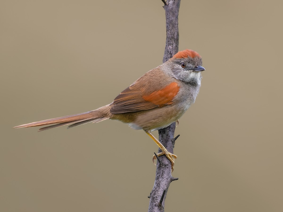 Pale-breasted Spinetail - Synallaxis albescens - Birds of the World