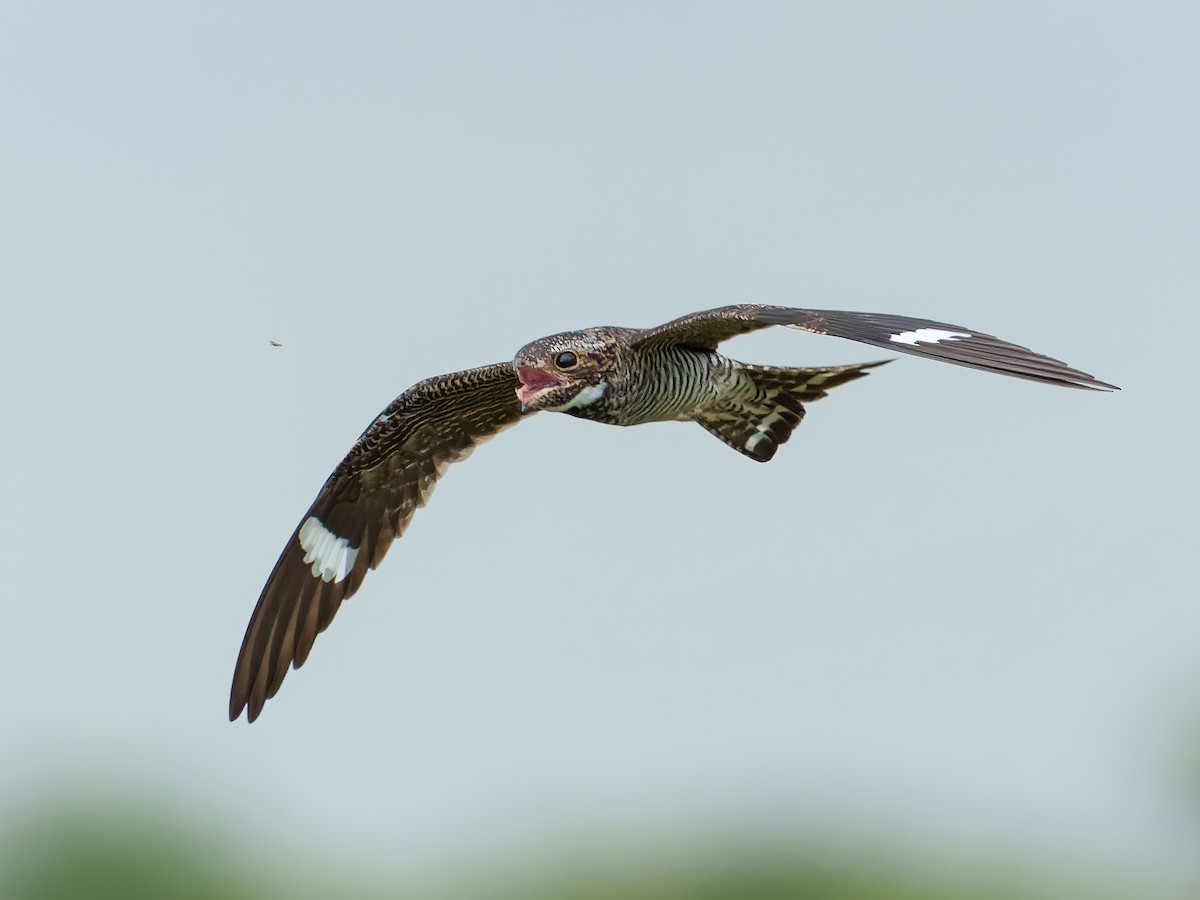 Common Nighthawk - Chordeiles minor - Birds of the World