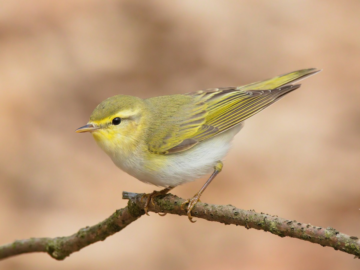 Wood Warbler - Phylloscopus sibilatrix - Birds of the World