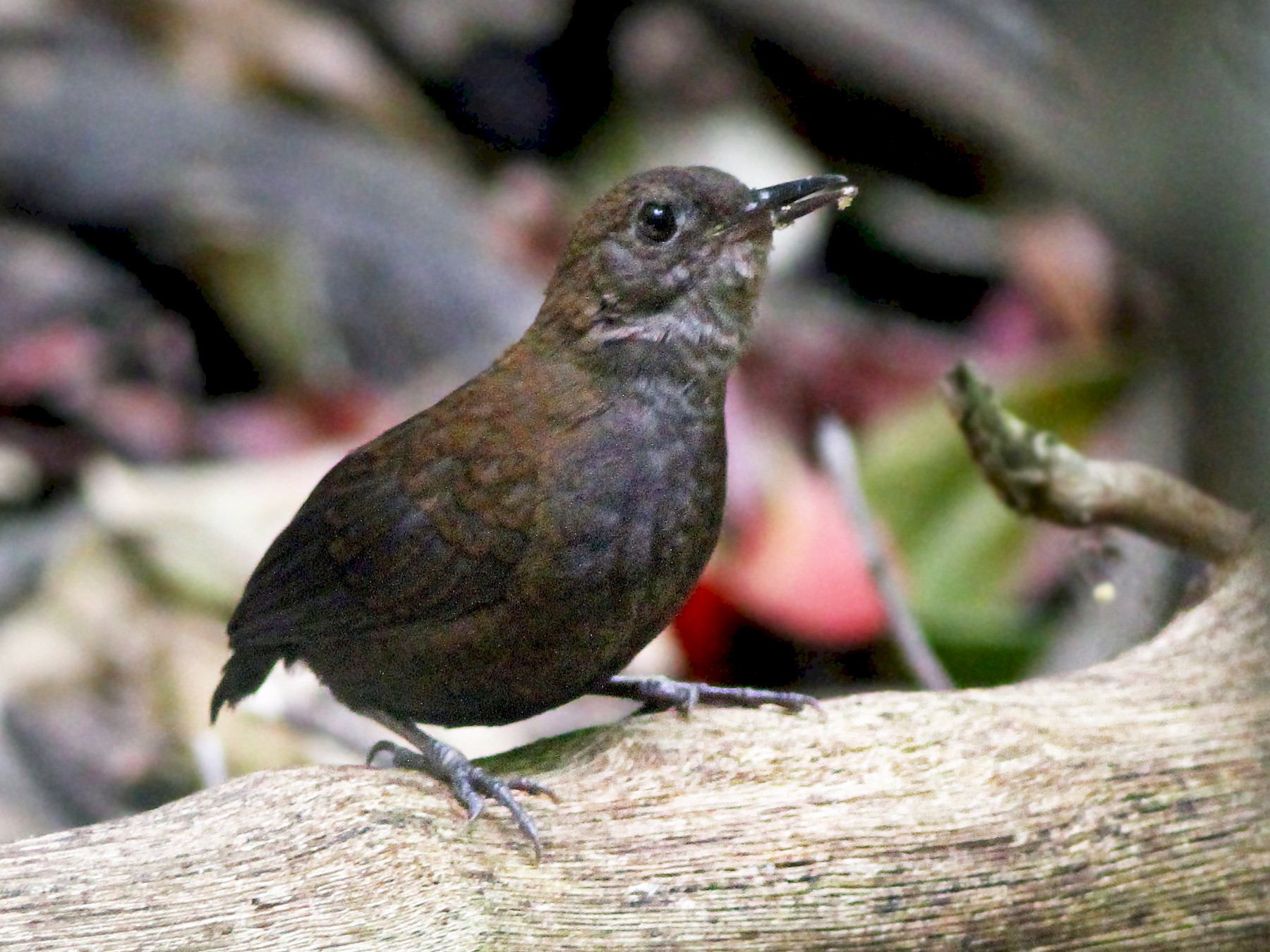 Nightingale Wren - eBird