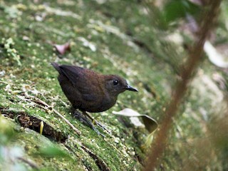 Northern Nightingale-Wren - eBird