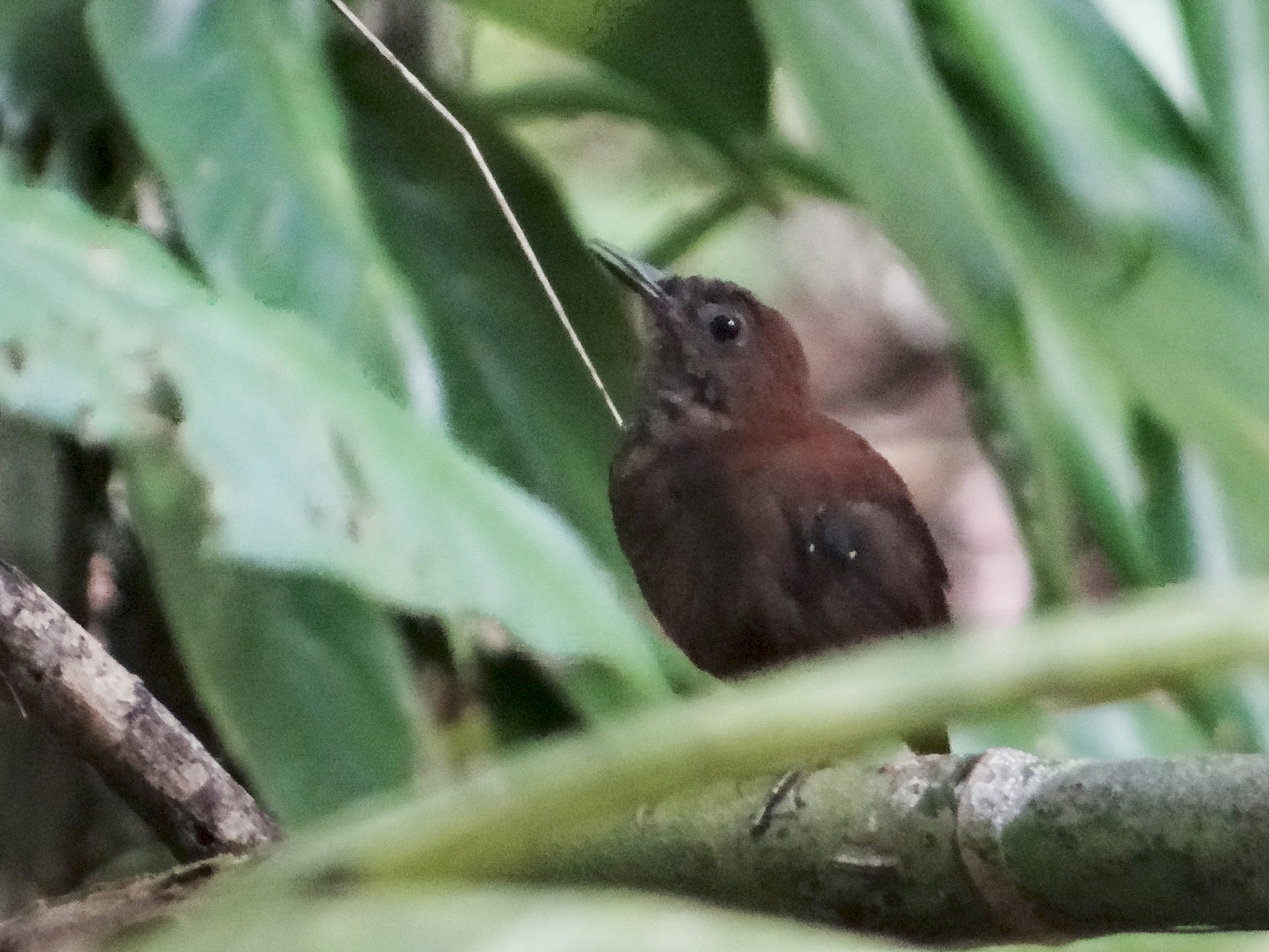 Nightingale Wren - eBird
