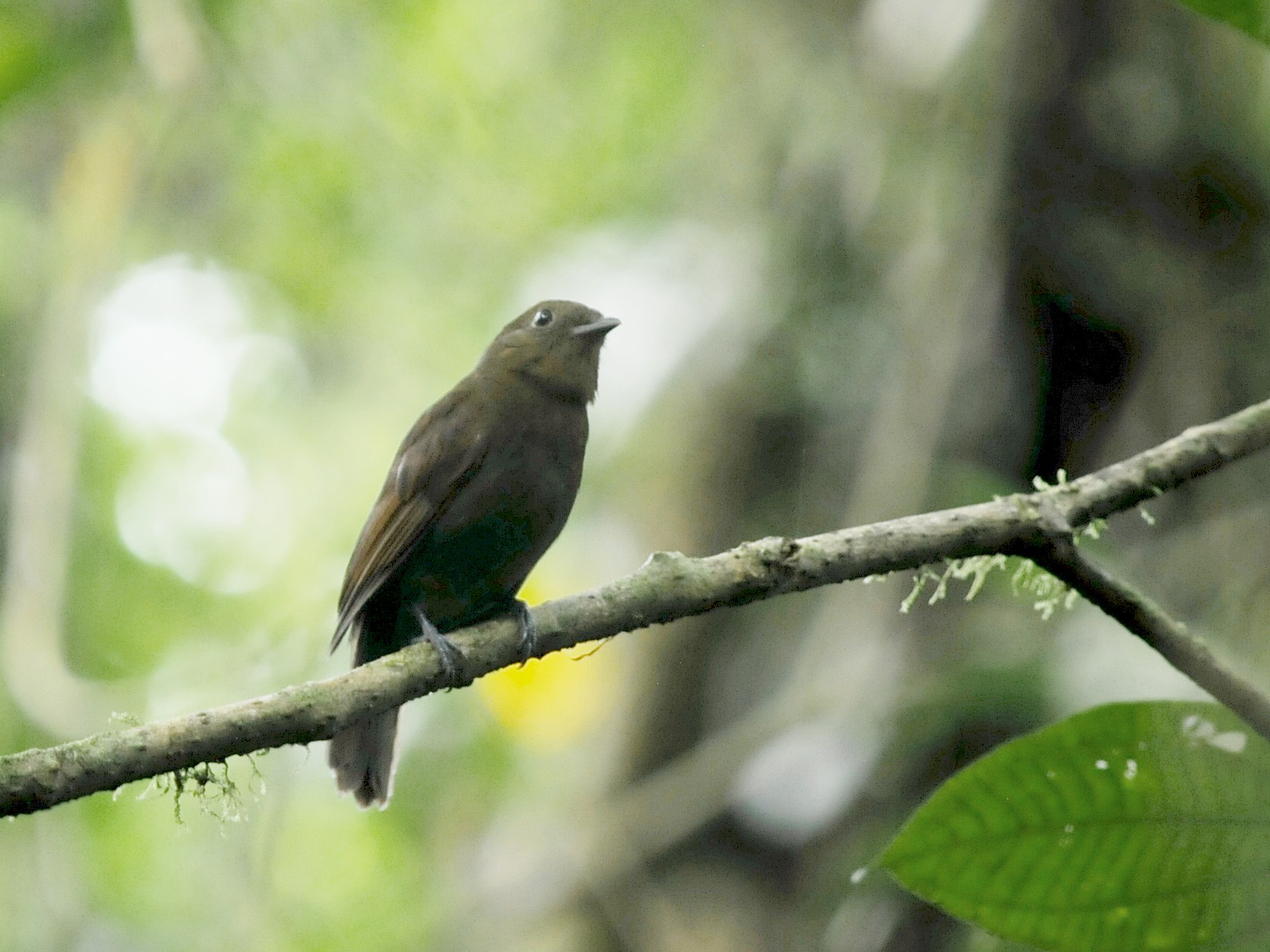 Llorón de Verapaz - eBird