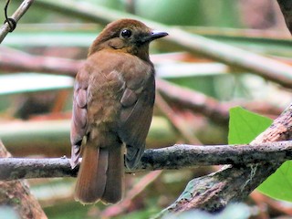 Northern Schiffornis - eBird