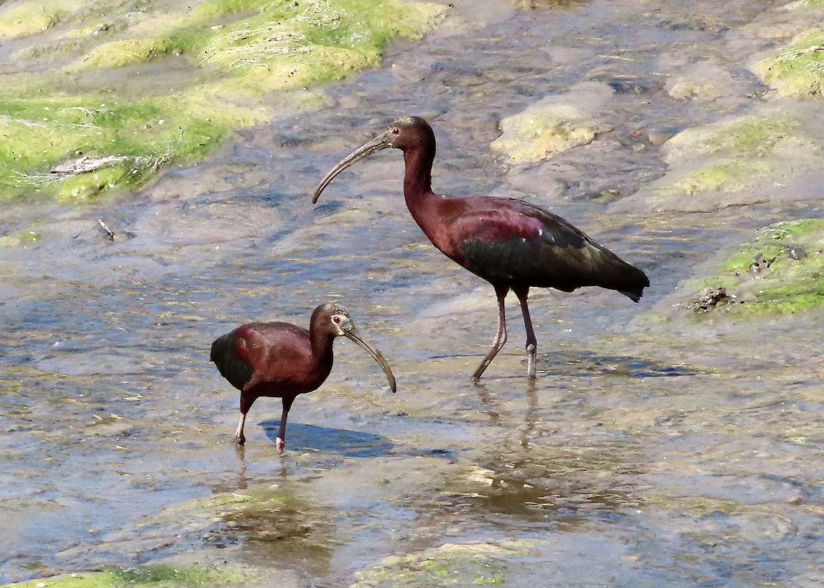 eBird Checklist - 6 May 2022 - Page Springs Fish Hatchery--Bubbling ...