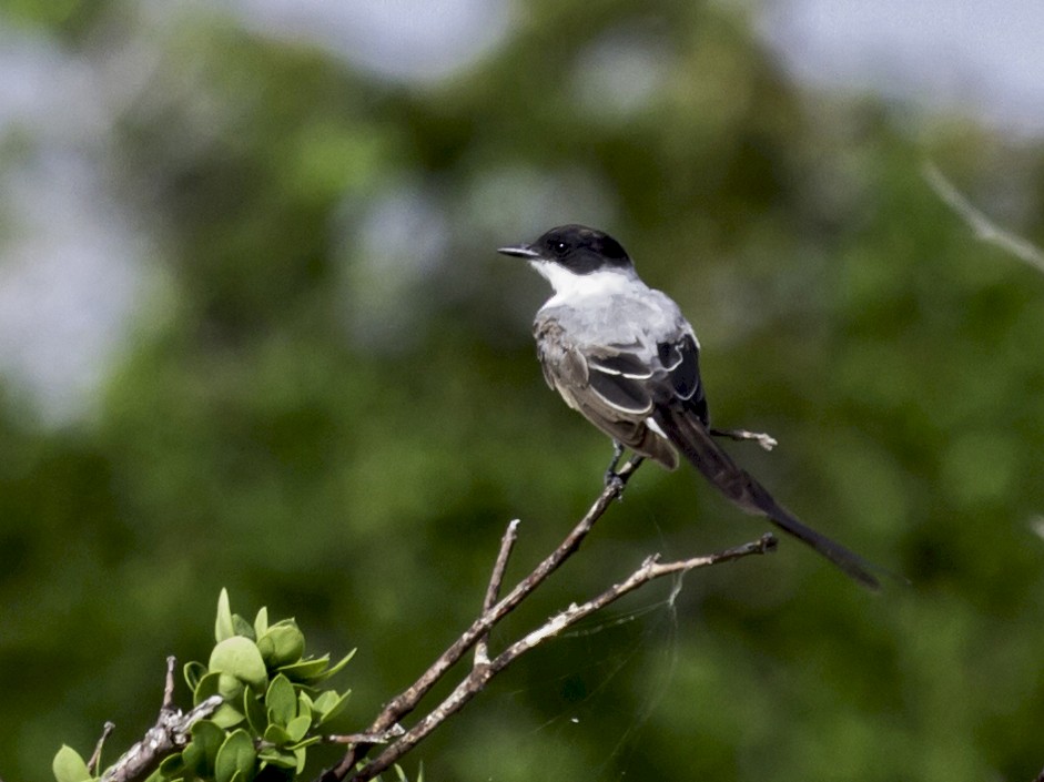 Fork-tailed Flycatcher - eBird