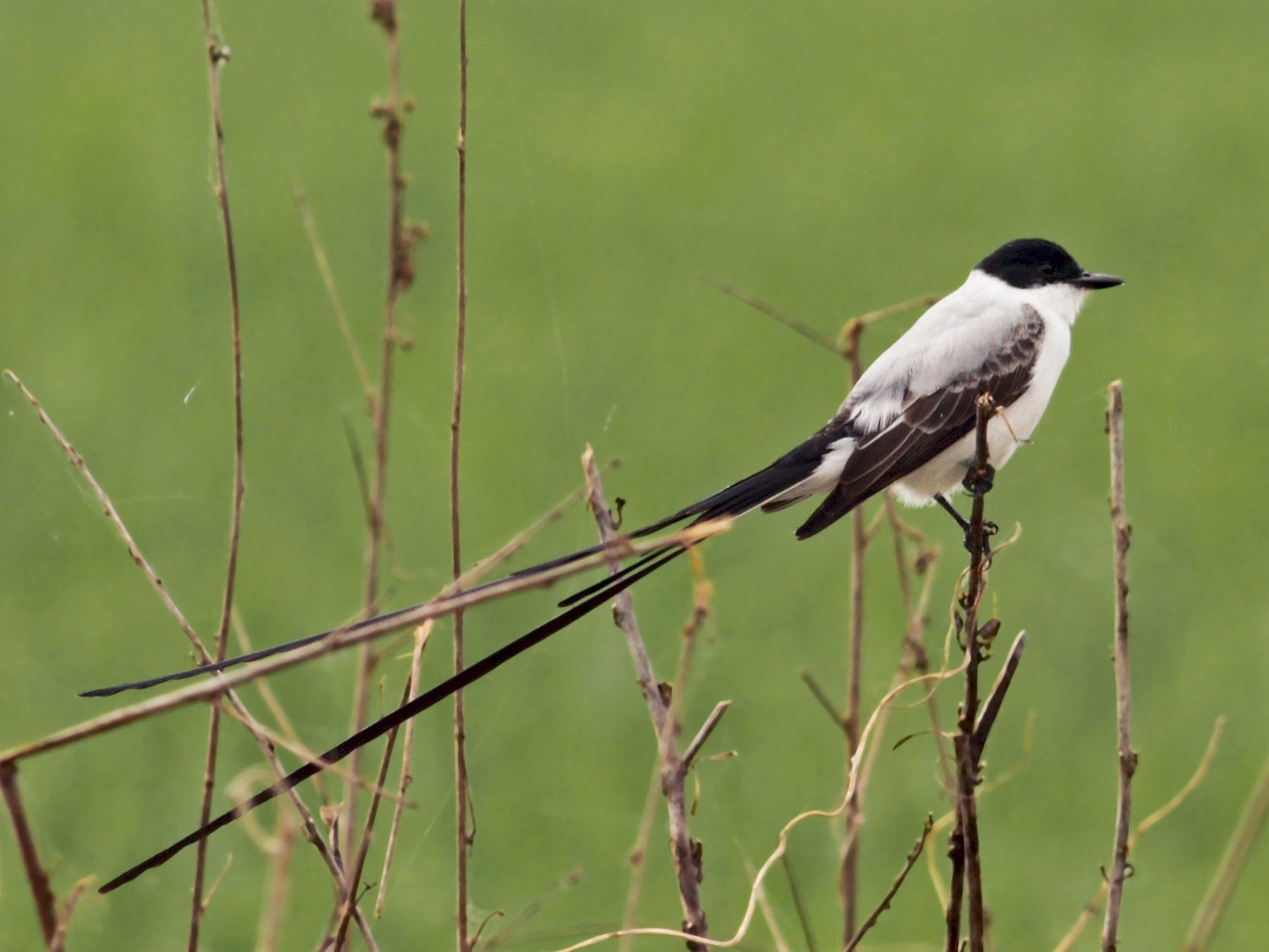 Fork-tailed Flycatcher - eBird