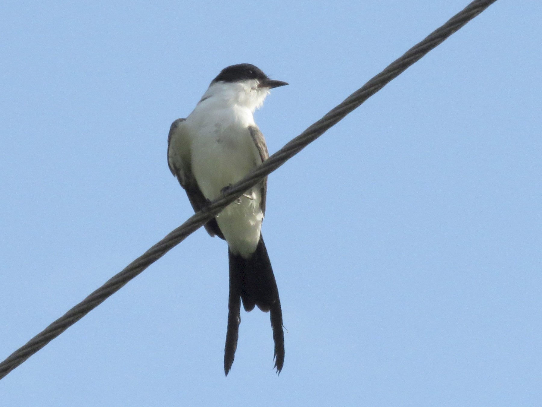 Fork-tailed Flycatcher - eBird