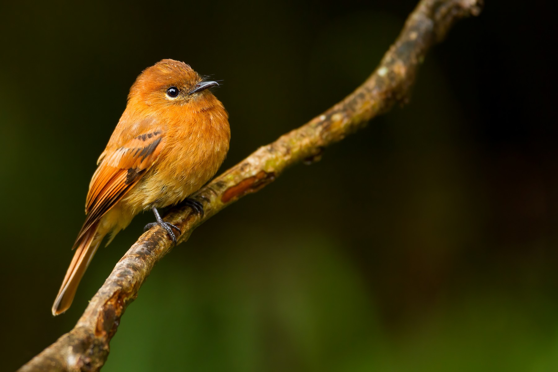 Cinnamon Flycatcher (Santa Marta) - eBird
