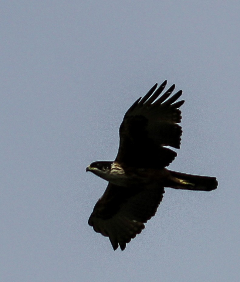 eBird Checklist - 20 Jan 2019 - Wayanad WLS--Sulthan Bathery - 61 species