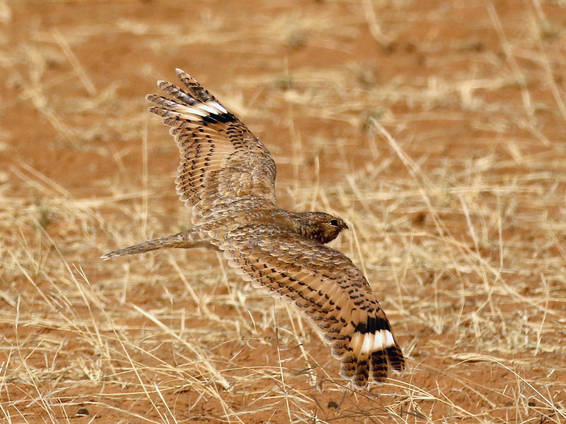 Golden Nightjar - eBird