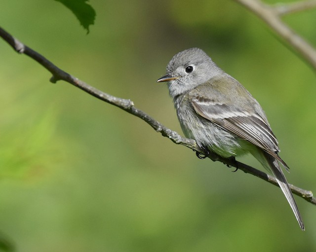 Dusky Flycatcher Baby