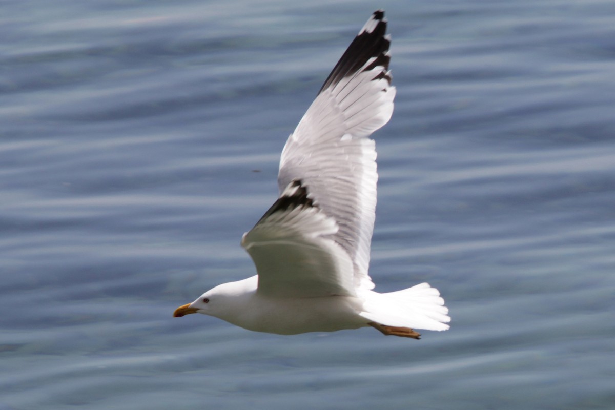 eBird Checklist - 11 Jun 2018 - Bolshie Koty - 9 species