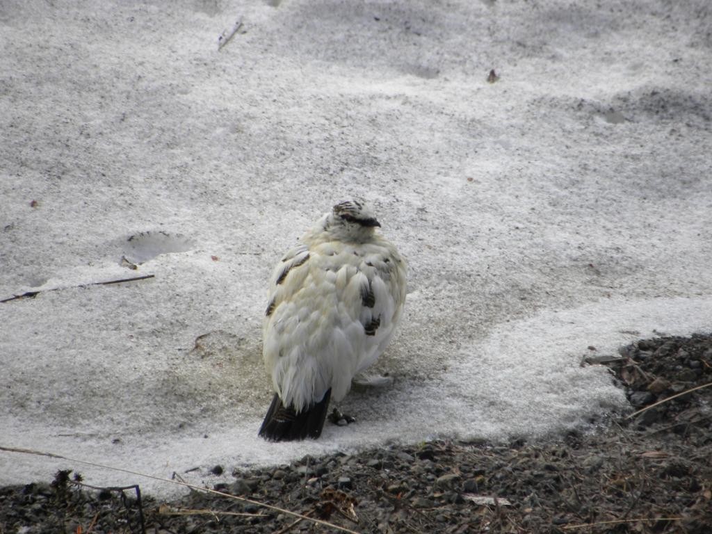 eBird Checklist - 10 Jun 2014 - Denali National Park, Riley Creek to ...