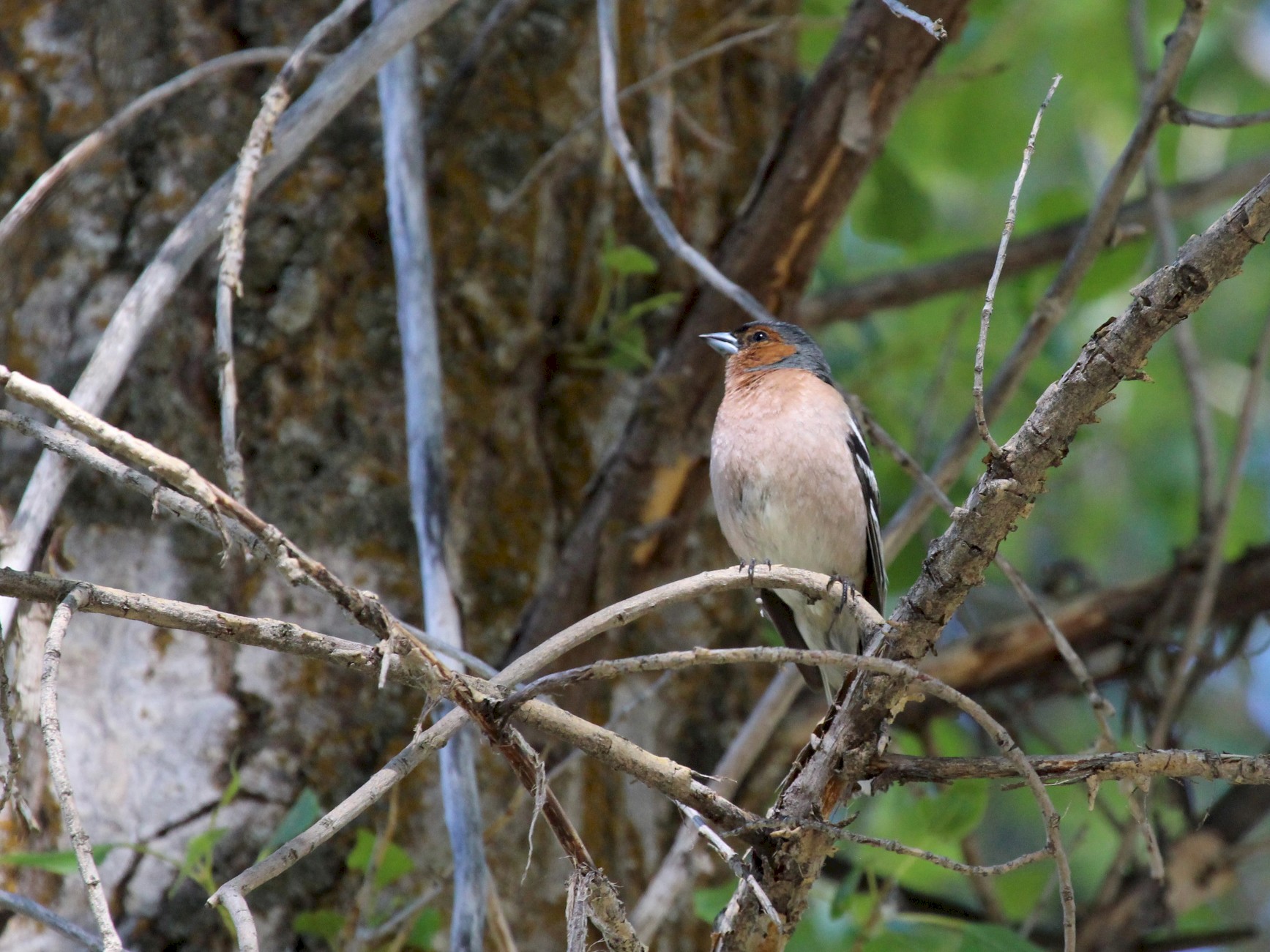 Common Chaffinch - eBird