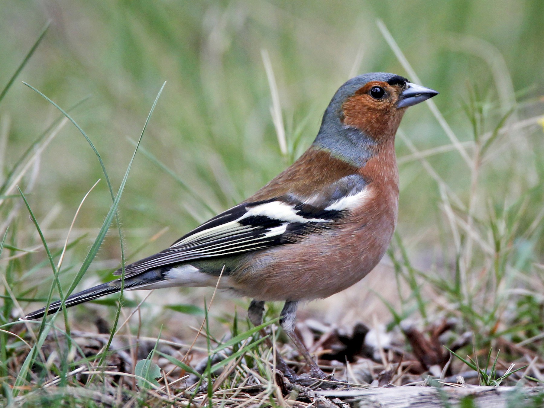 Common Chaffinch - eBird