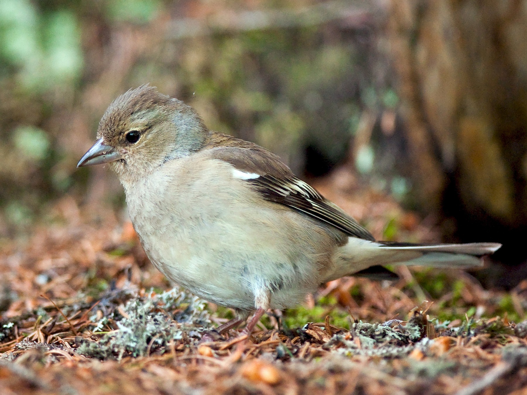 Common Chaffinch - eBird