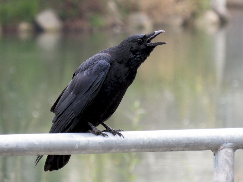 Carrion Crow - eBird