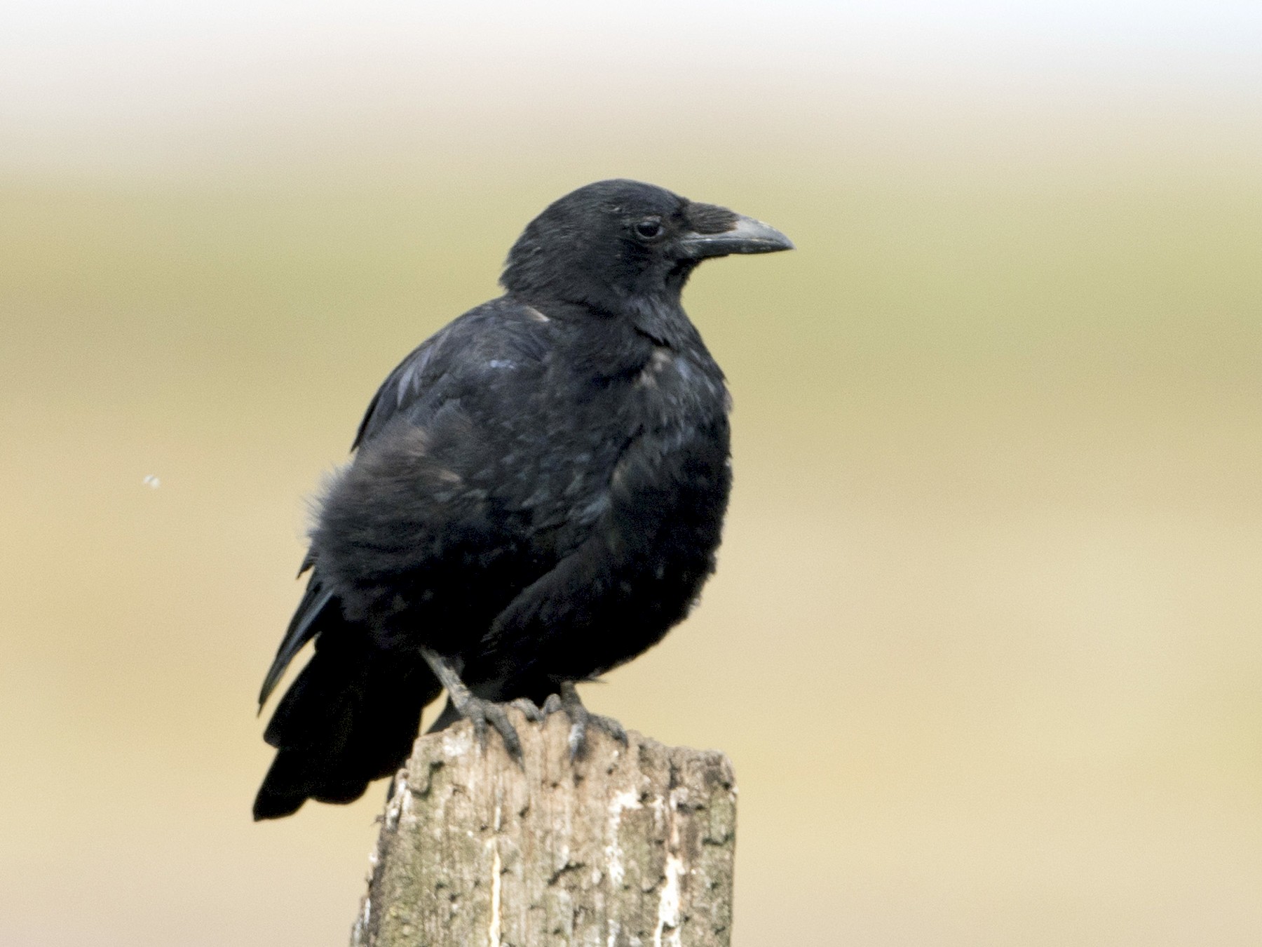 Carrion Crow - eBird