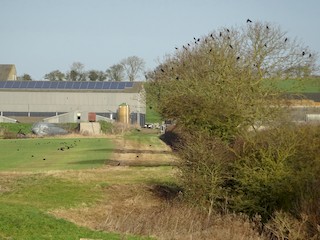 Corneja negra - eBird