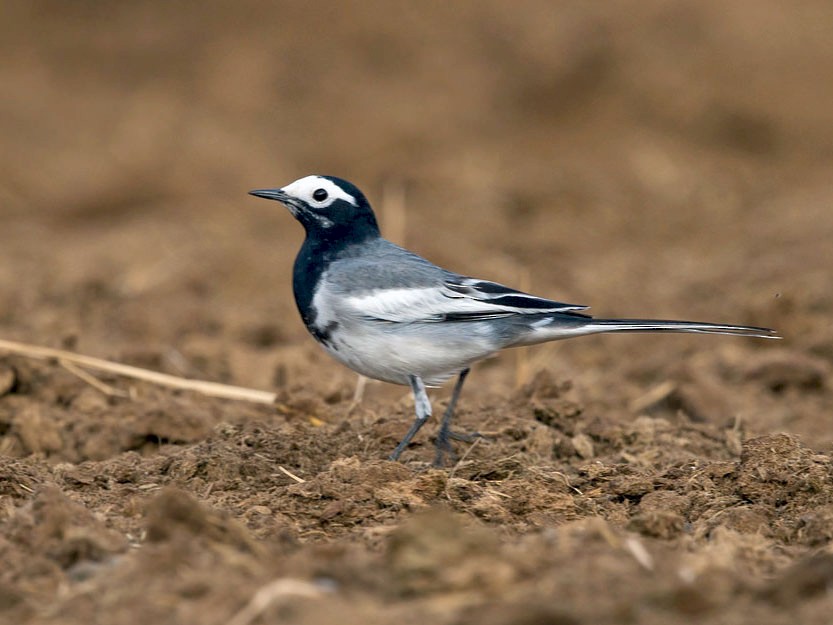 White Wagtail - eBird