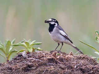 White Wagtail - eBird