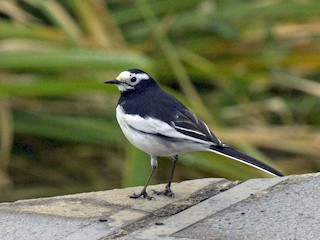 White Wagtail - eBird