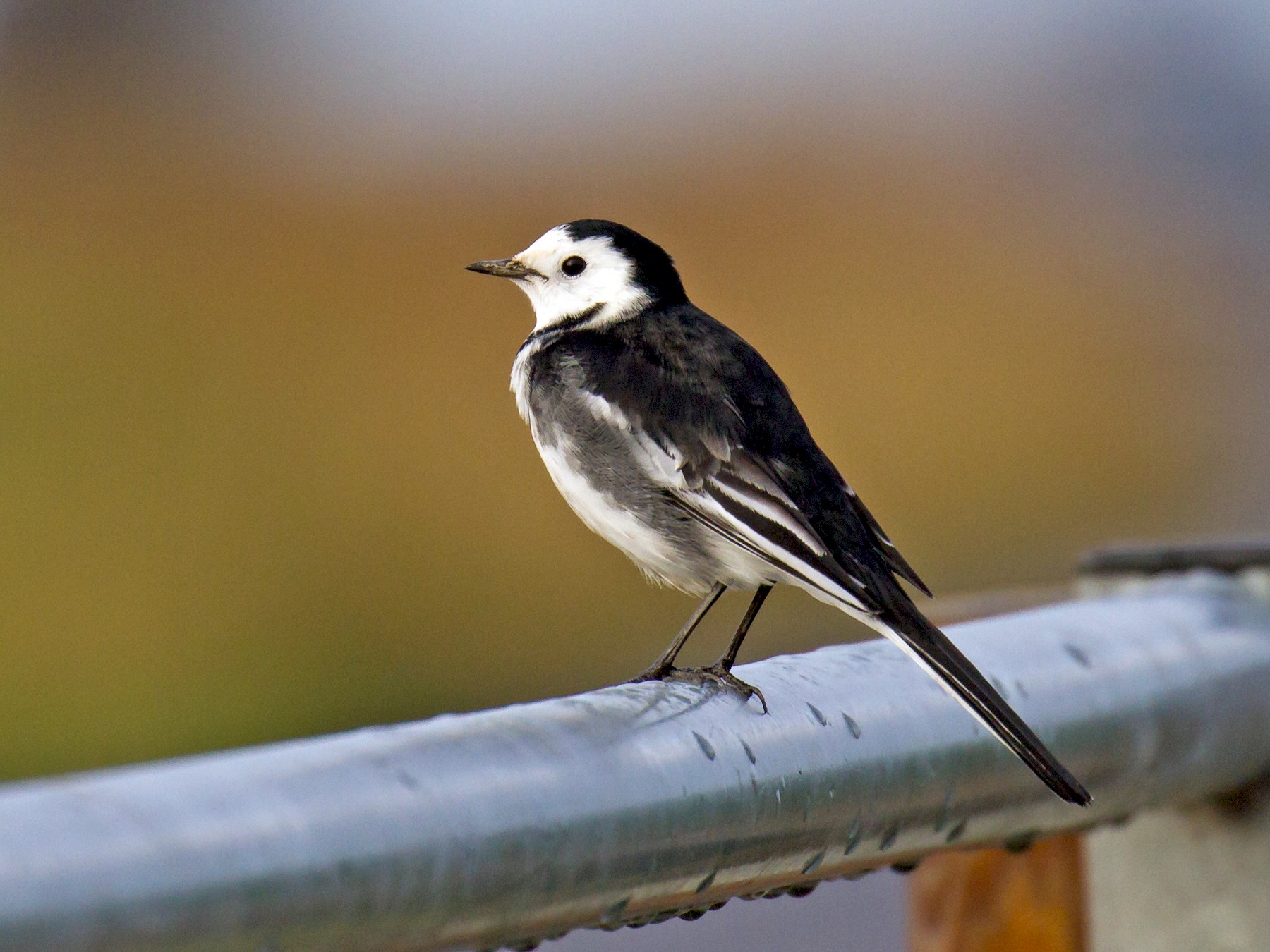 White Wagtail - eBird