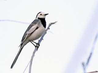 White Wagtail - eBird