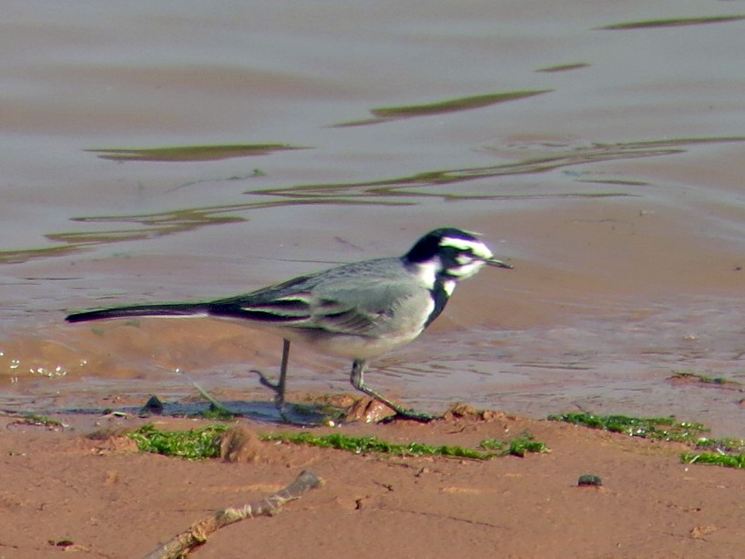 White Wagtail - eBird