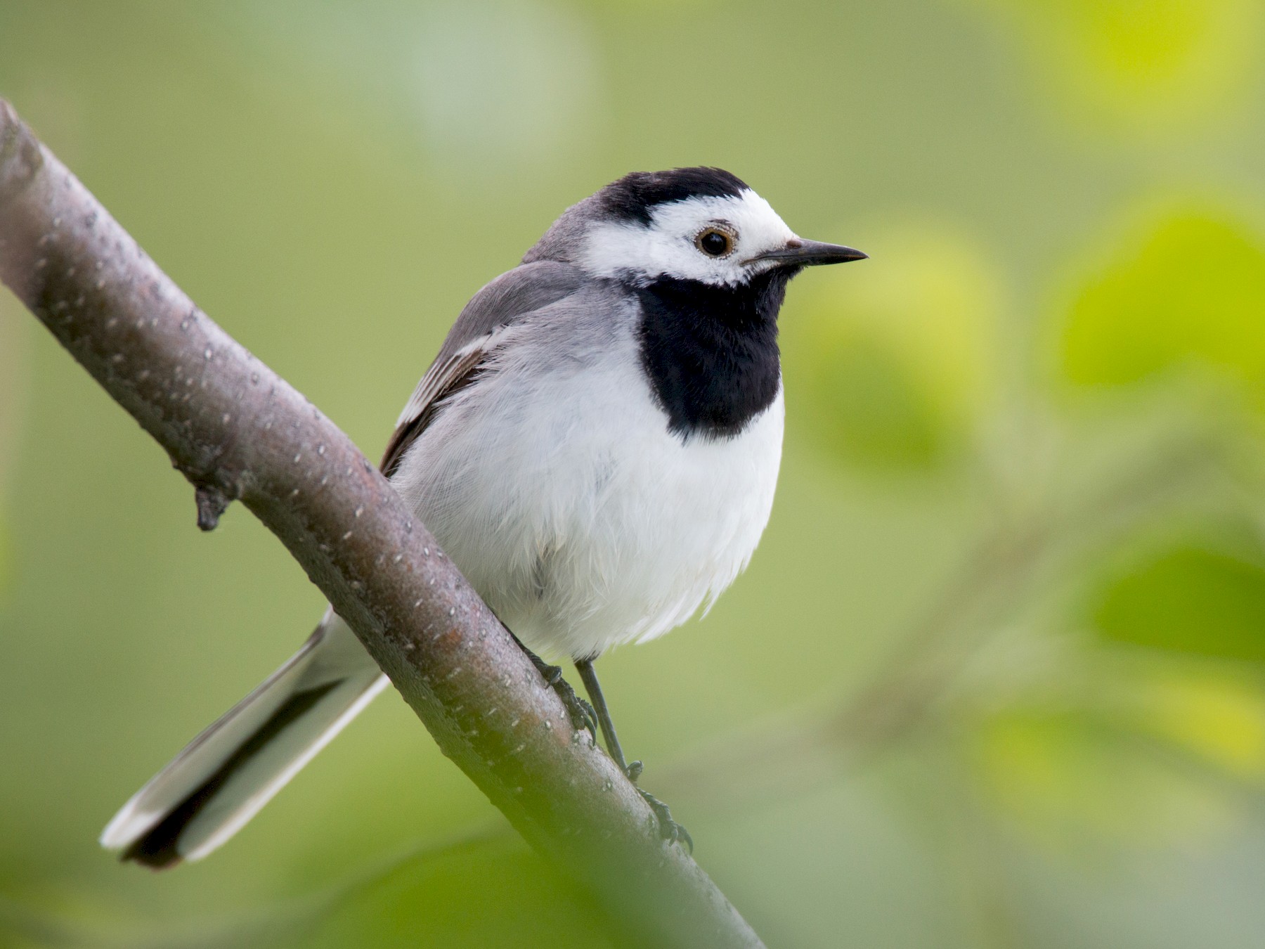 White Wagtail - eBird