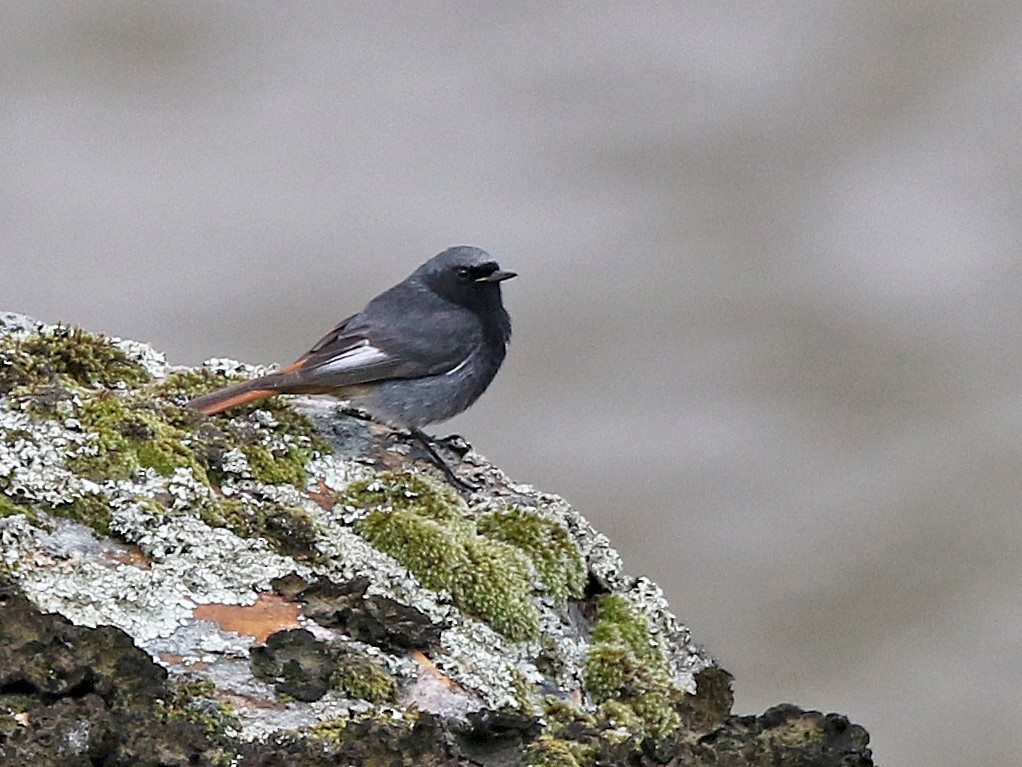 Black Redstart - eBird