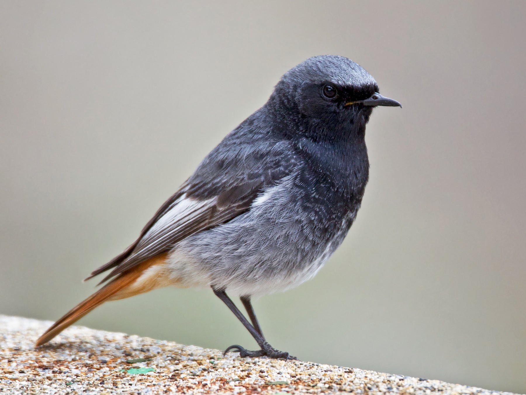 Black Redstart - eBird
