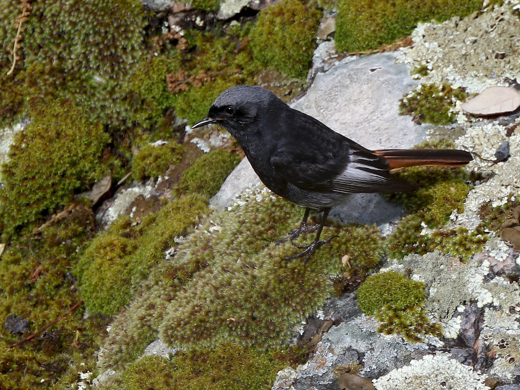 Colirrojo Tizón - eBird