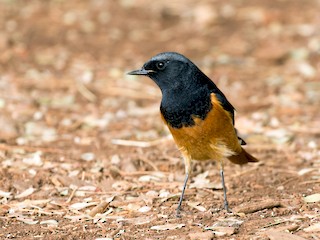 Black Redstart - eBird