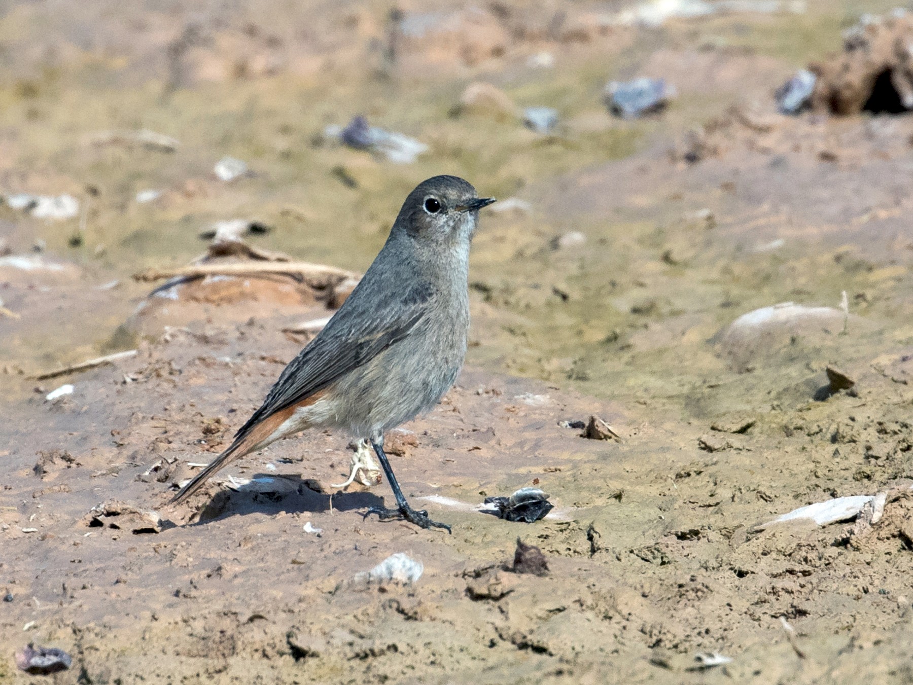 Black Redstart - eBird