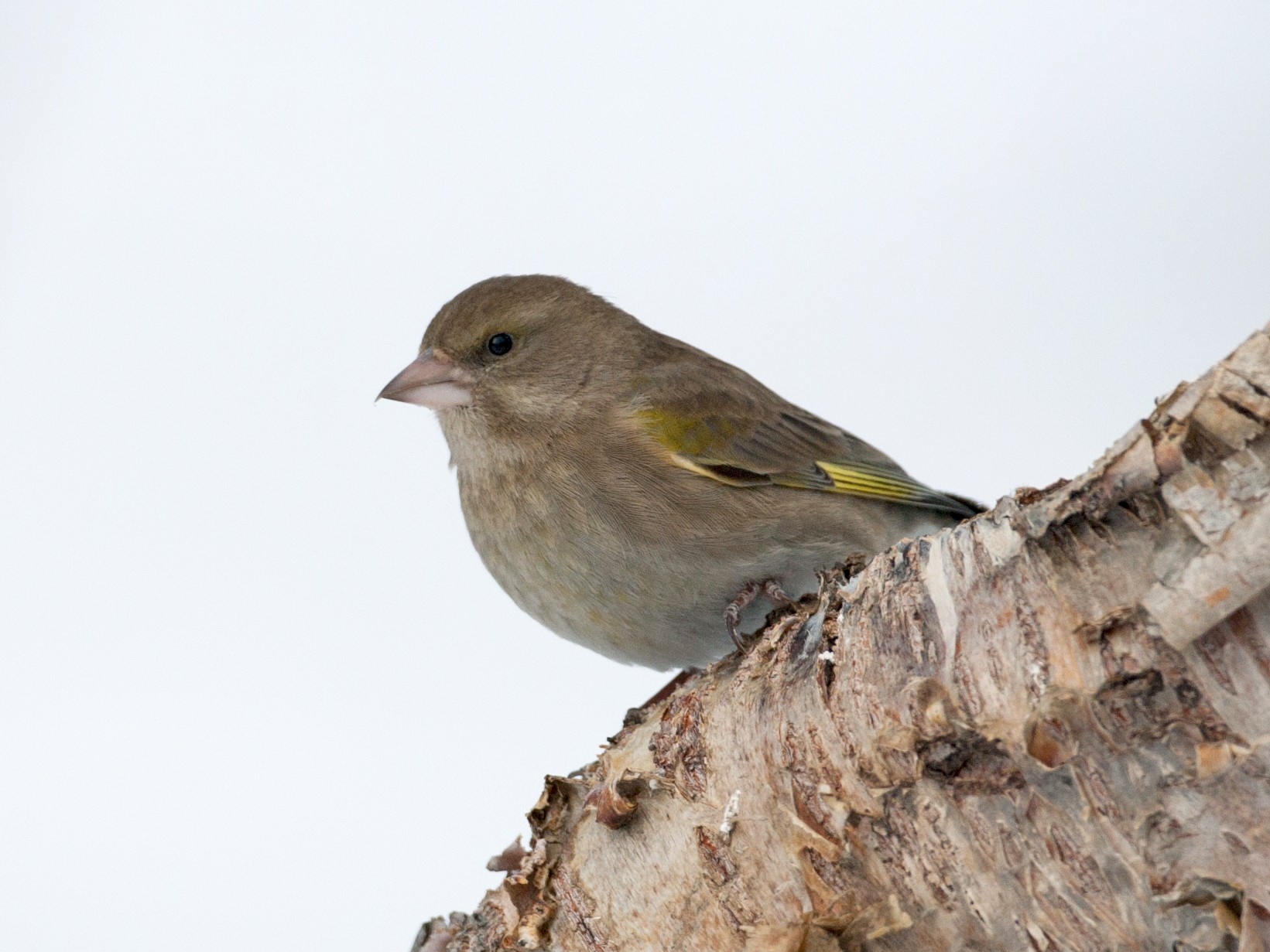 Verdier d'Europe - eBird