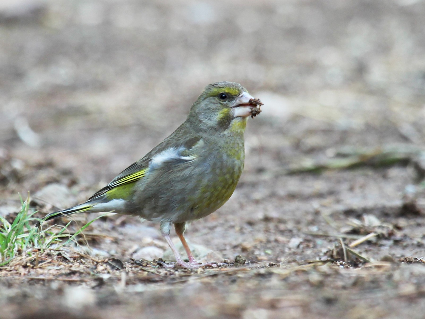 European Greenfinch - eBird