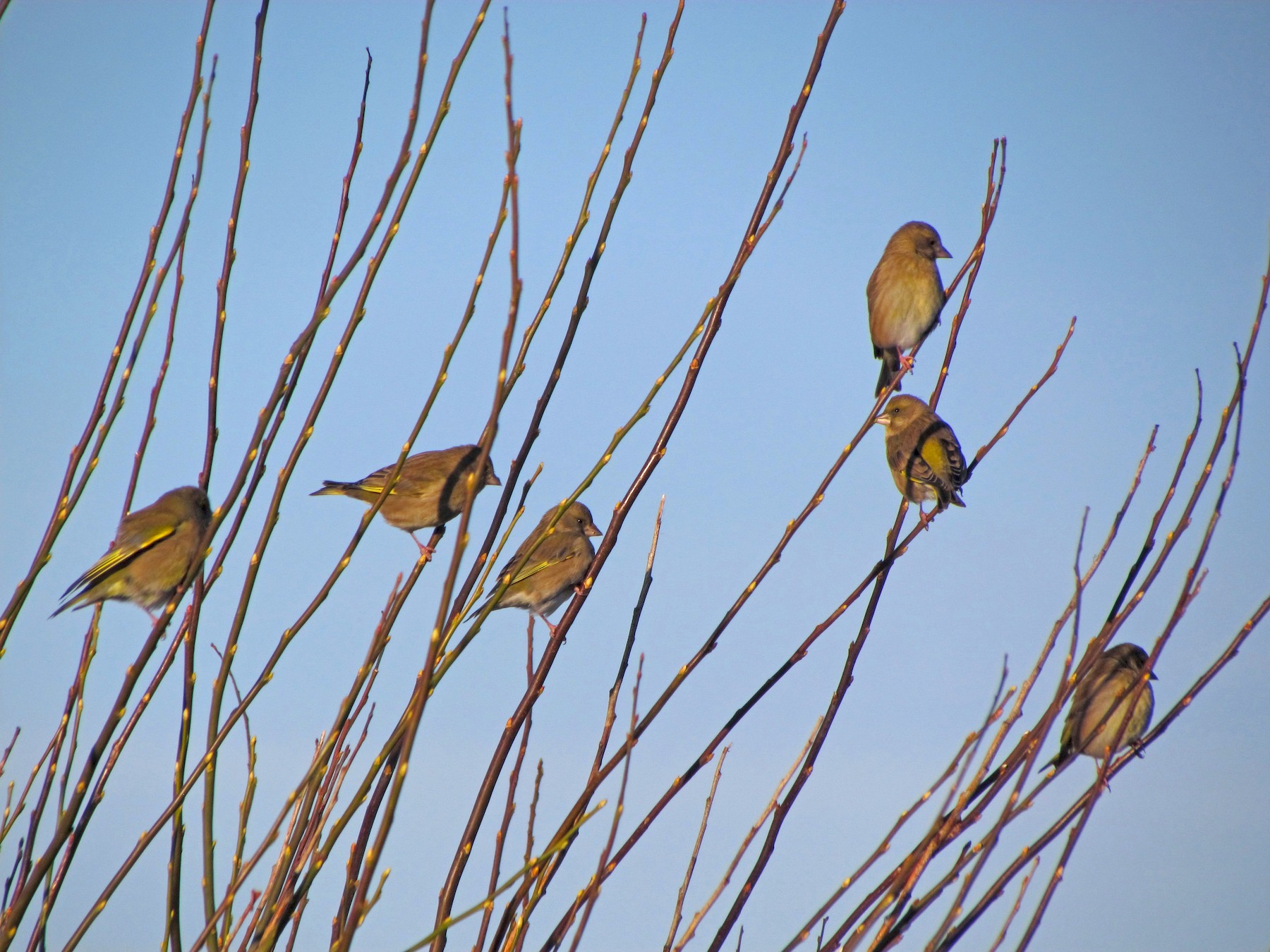 Verdier d'Europe - eBird