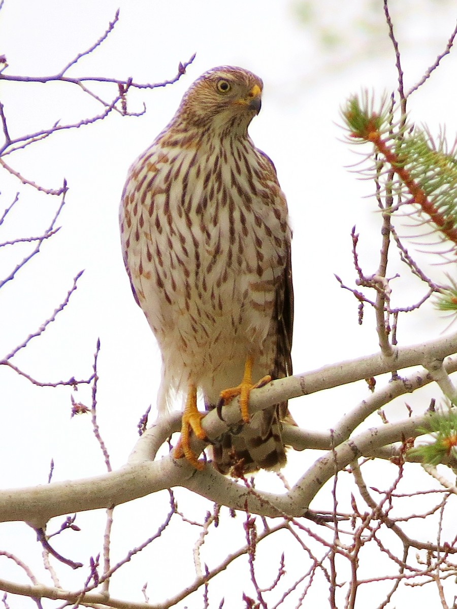 Accipitrine hawk sp. (former Accipiter sp.) - eBird