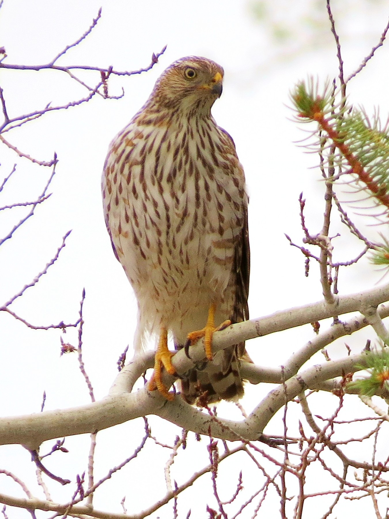 Azor/Gavilán sp. (Accipiter sp.) - eBird