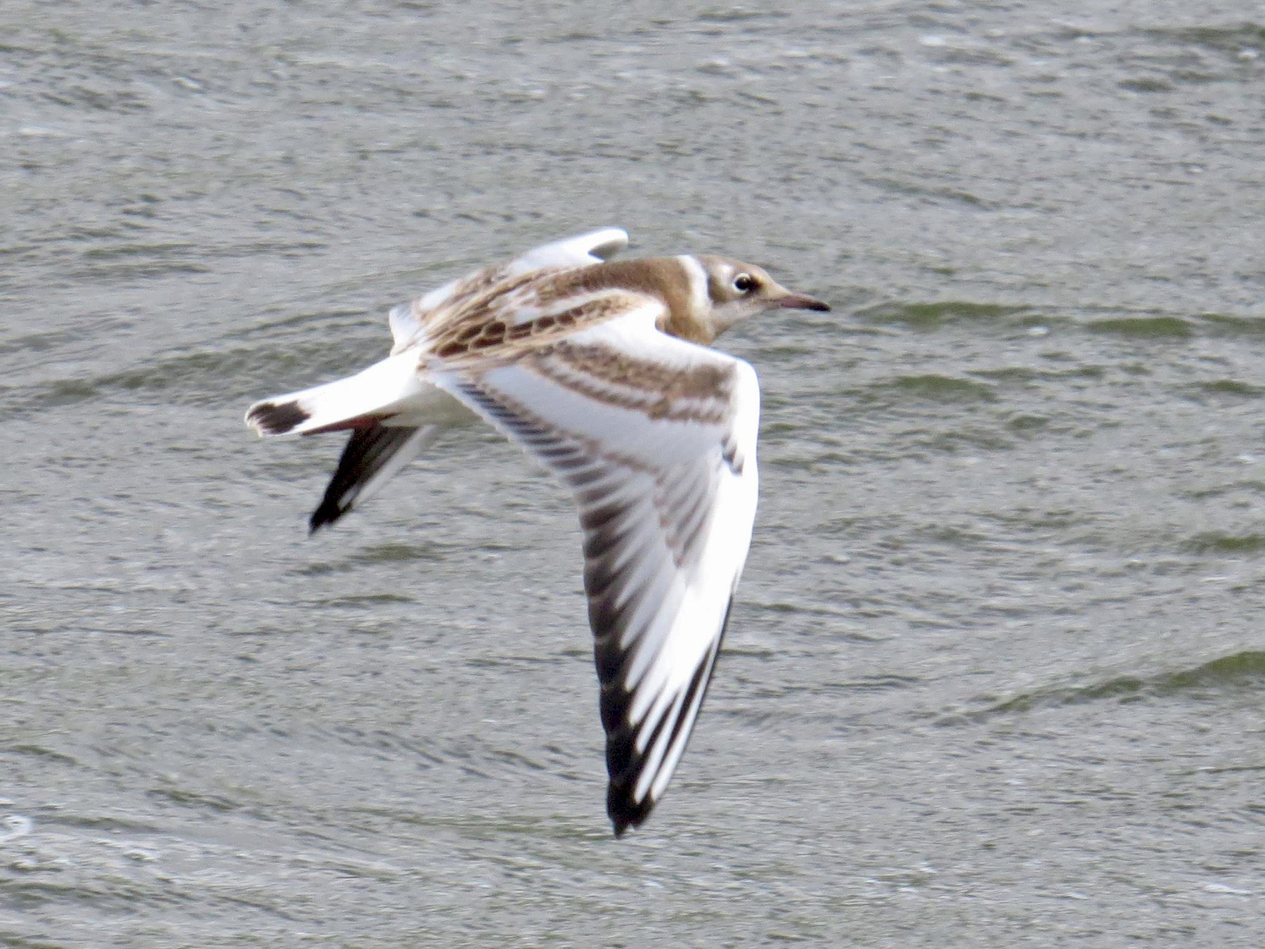 Black-headed Gull - eBird