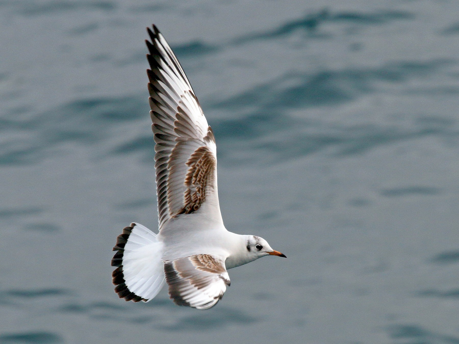 Black-headed Gull - eBird