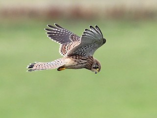 Common Kestrel - eBird