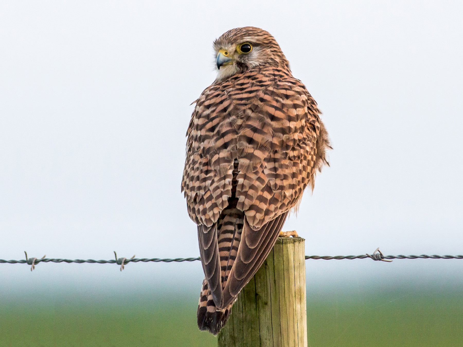 Eurasian Kestrel (Common Kestrel) - eBird