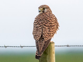 Eurasian Kestrel (Common Kestrel) - eBird