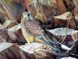 Eurasian Kestrel (Common Kestrel) - eBird