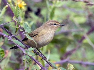 Common Chiffchaff - eBird