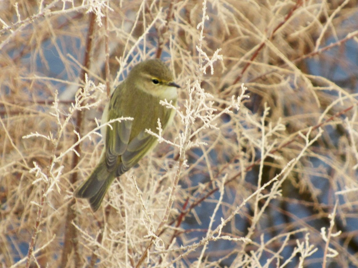 Common Chiffchaff - eBird